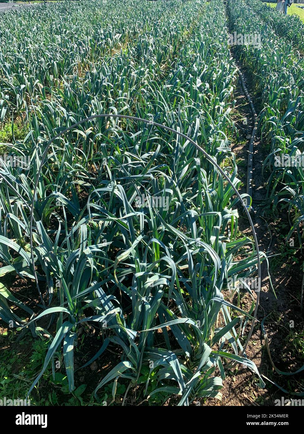 Vegetable cultivation, Saint-Priest, Rhone, AURA Region, France Stock ...