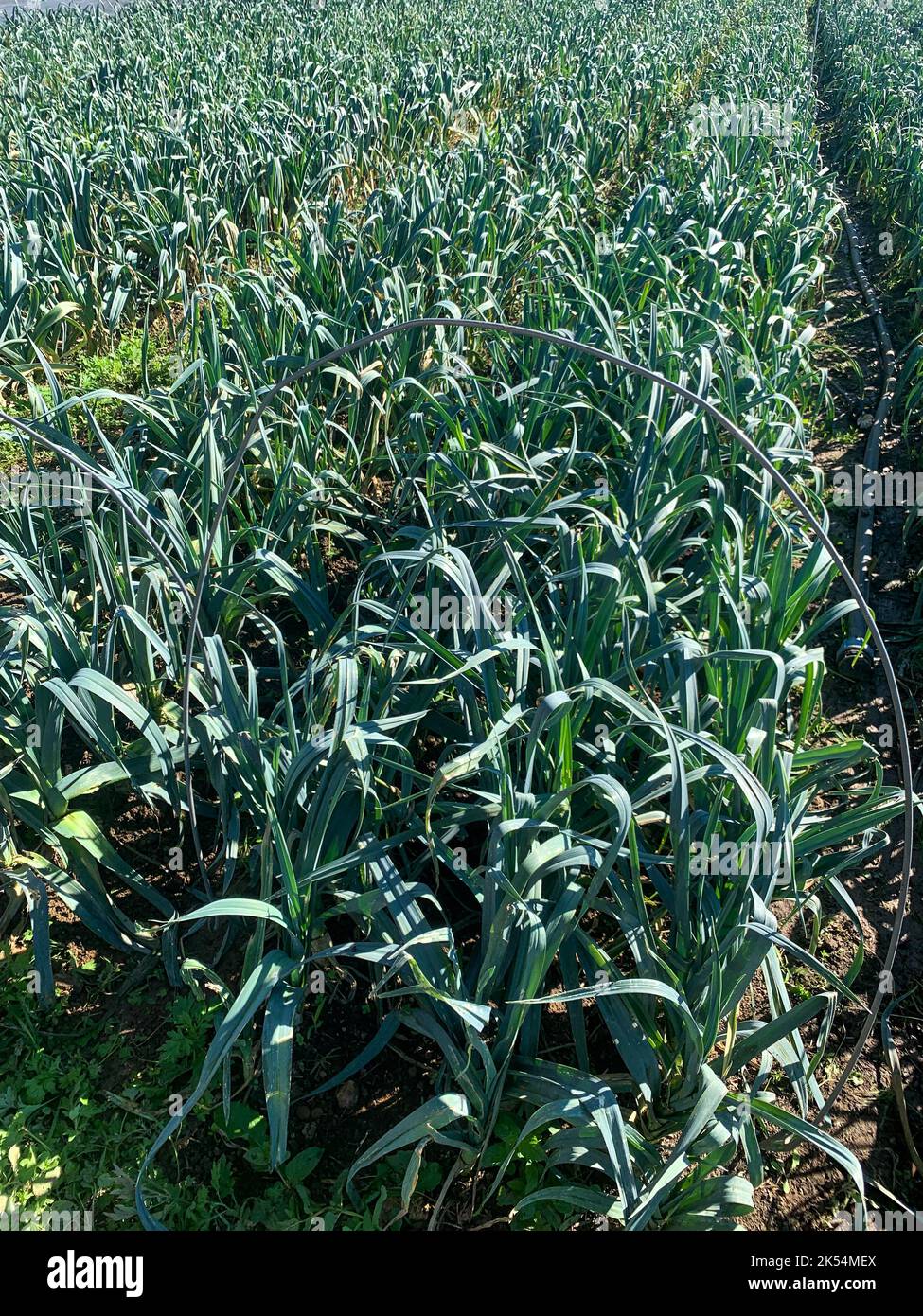 Vegetable cultivation, Saint-Priest, Rhone, AURA Region, France Stock ...