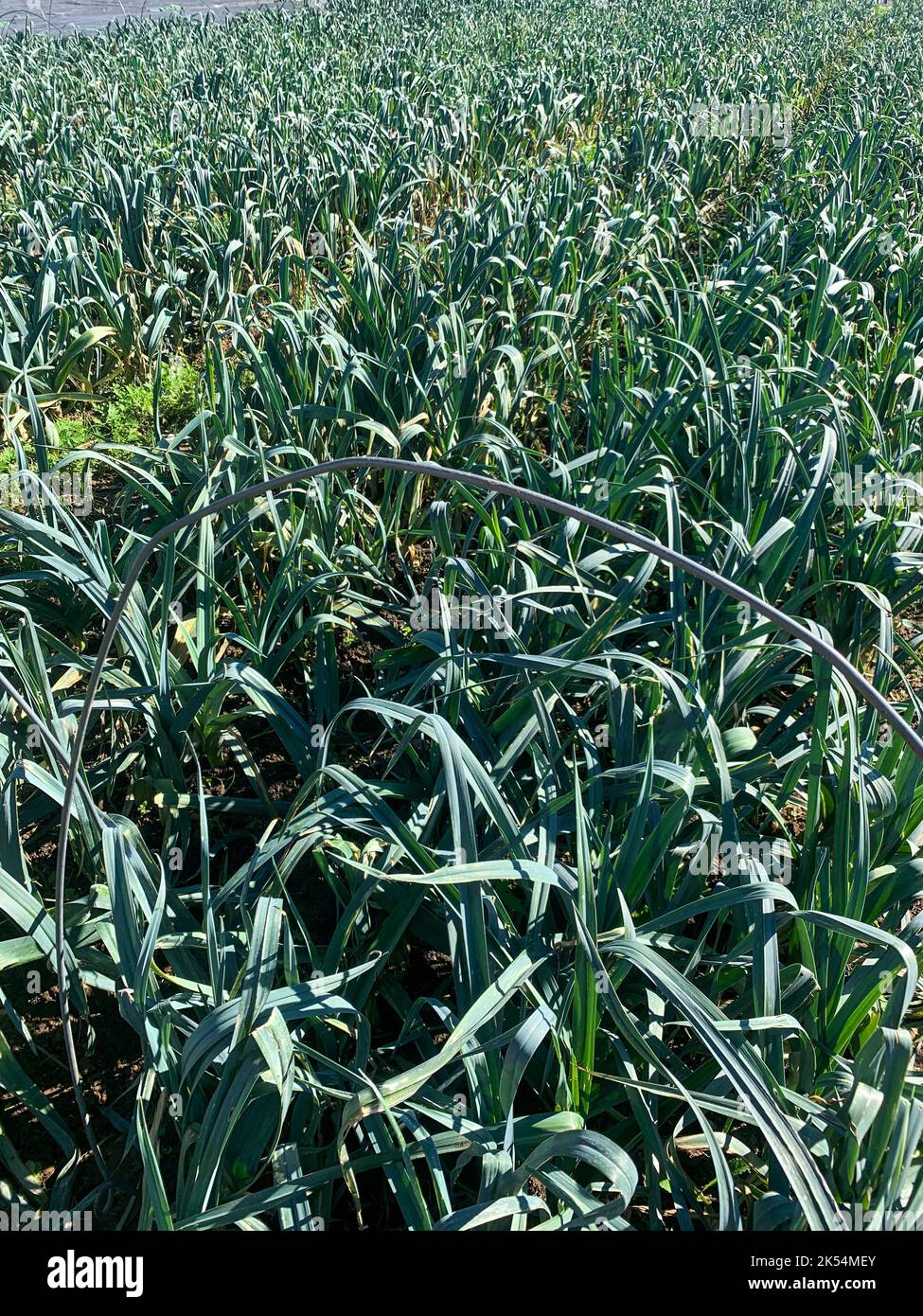 Vegetable cultivation, Saint-Priest, Rhone, AURA Region, France Stock ...