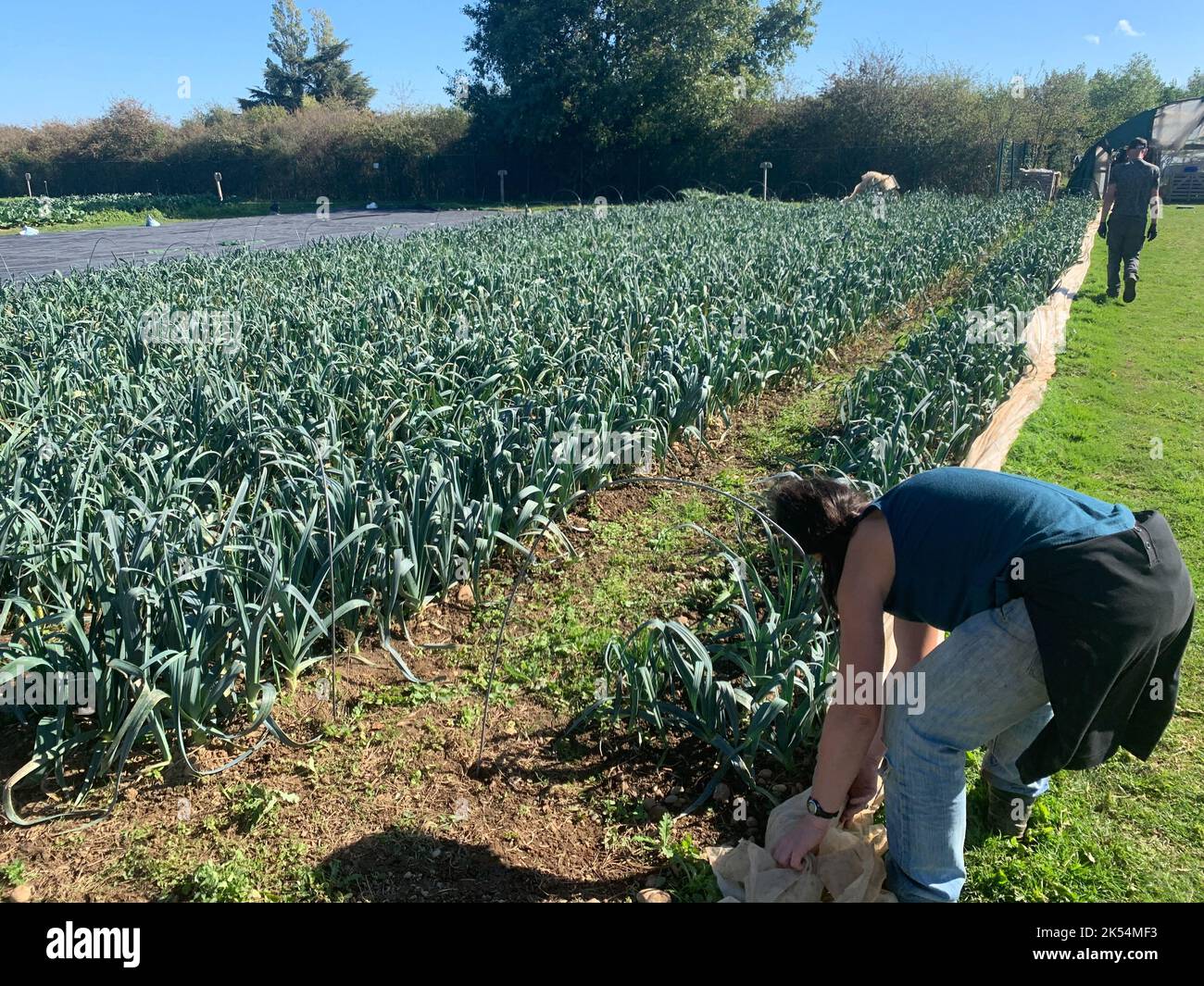 Vegetable cultivation, Saint-Priest, Rhone, AURA Region, France Stock ...