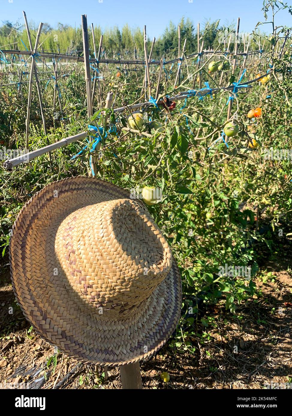 Vegetable cultivation, Saint-Priest, Rhone, AURA Region, France Stock ...