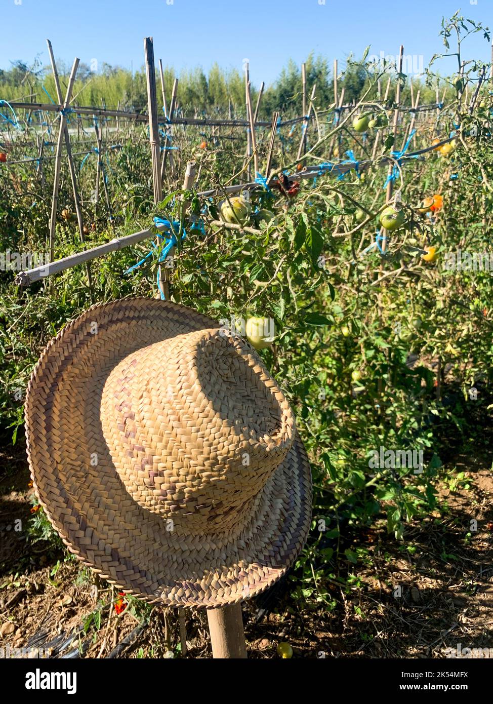 Vegetable cultivation, Saint-Priest, Rhone, AURA Region, France Stock ...