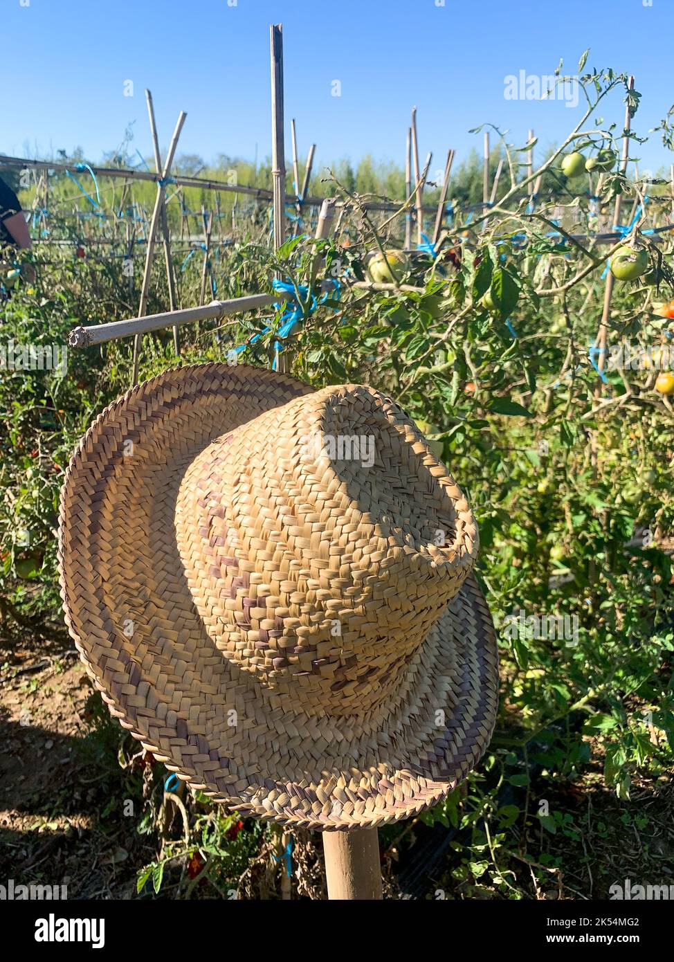 Vegetable cultivation, Saint-Priest, Rhone, AURA Region, France Stock ...
