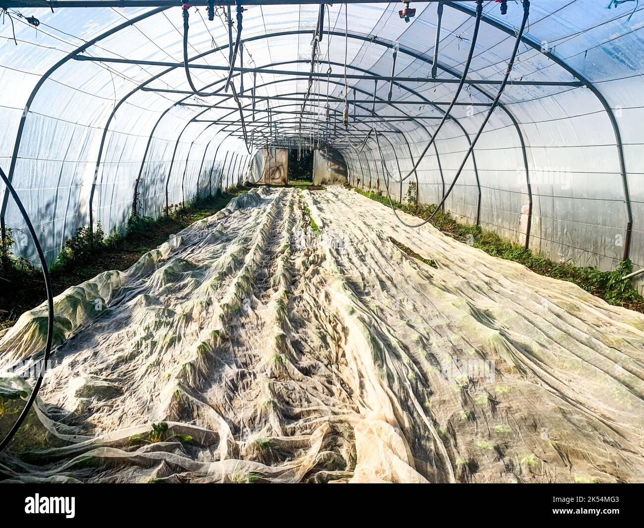 Vegetable cultivation, greenhouse of vegetable crops, Saint-Priest ...