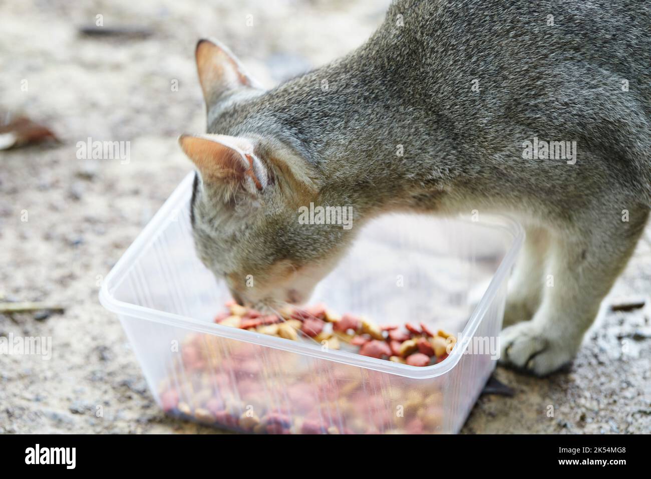 Food container cat hi-res stock photography and images - Alamy