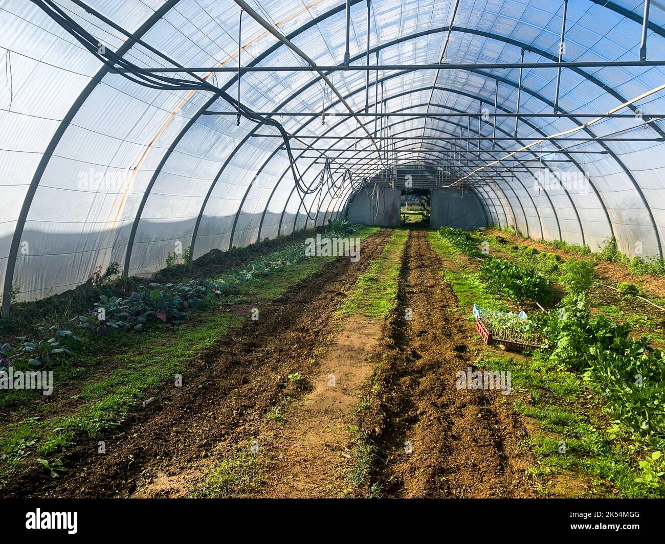 Vegetable cultivation, greenhouse of vegetable crops, Saint-Priest ...