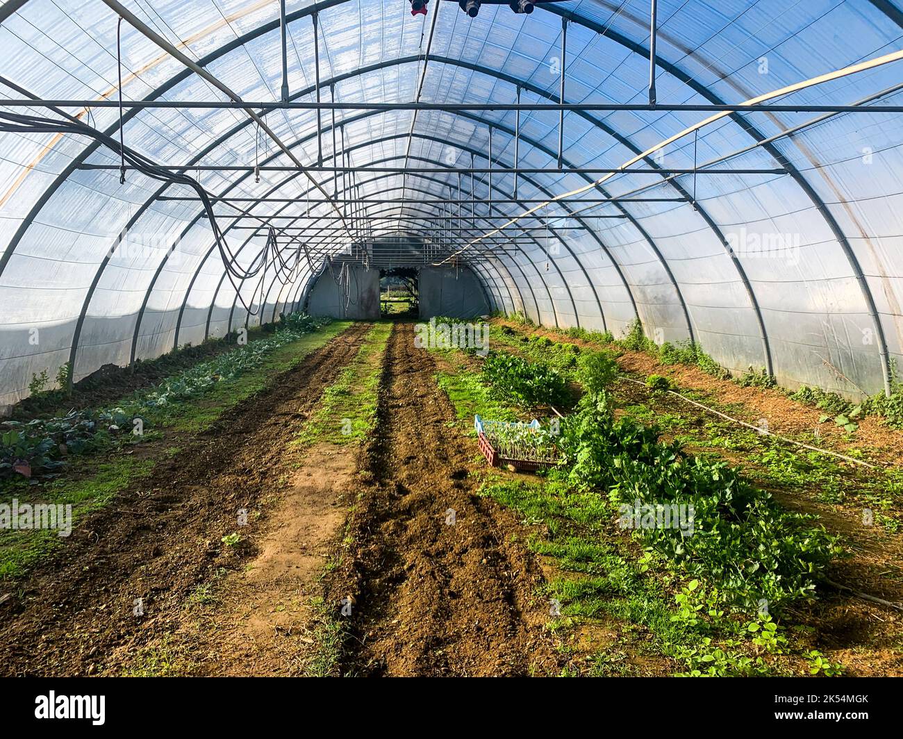 Vegetable cultivation, greenhouse of vegetable crops, Saint-Priest ...
