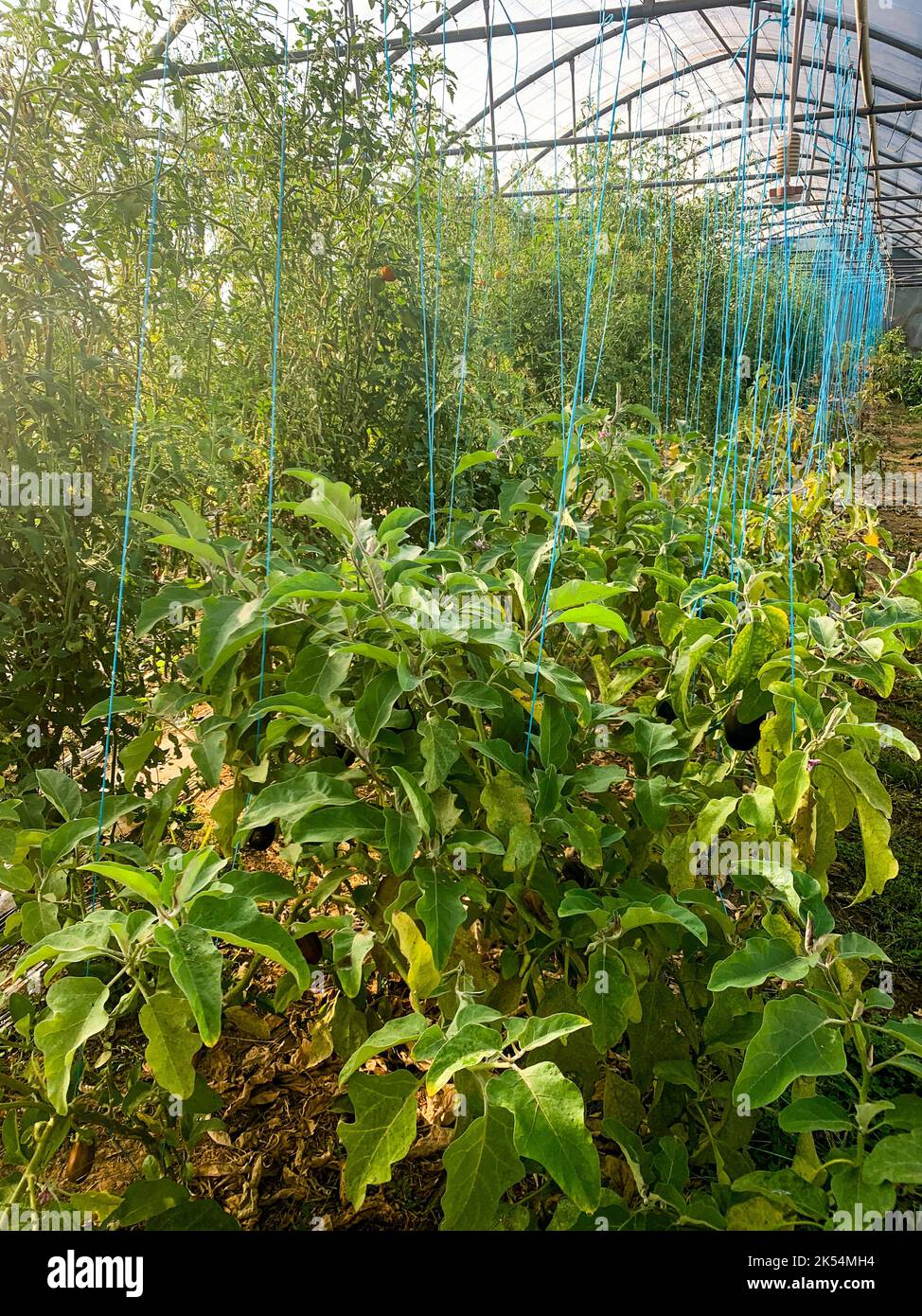 Vegetable cultivation, greenhouse of vegetable crops, Saint-Priest ...