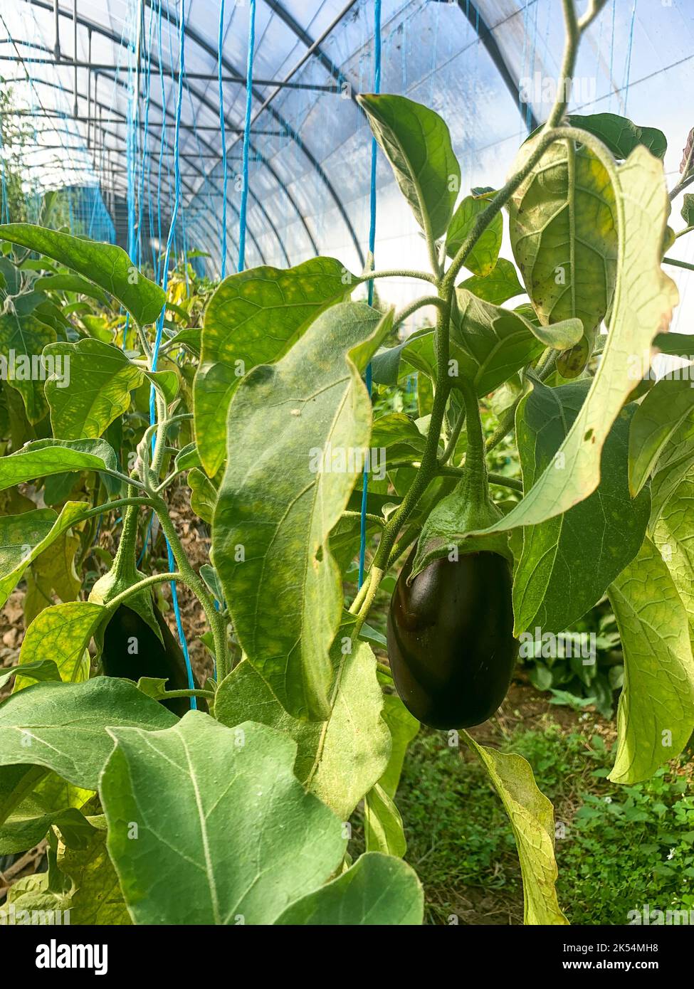 Vegetable cultivation, greenhouse of vegetable crops, Saint-Priest ...