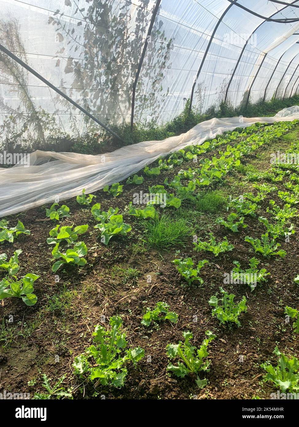 Vegetable cultivation, greenhouse of vegetable crops, Saint-Priest ...