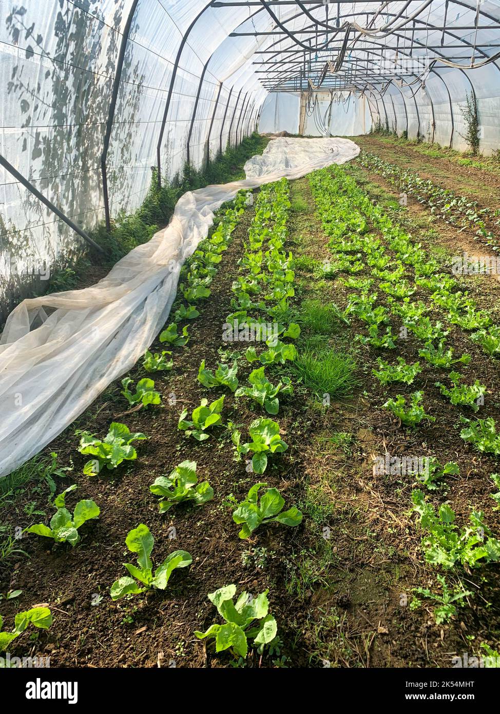 Vegetable cultivation, greenhouse of vegetable crops, Saint-Priest ...