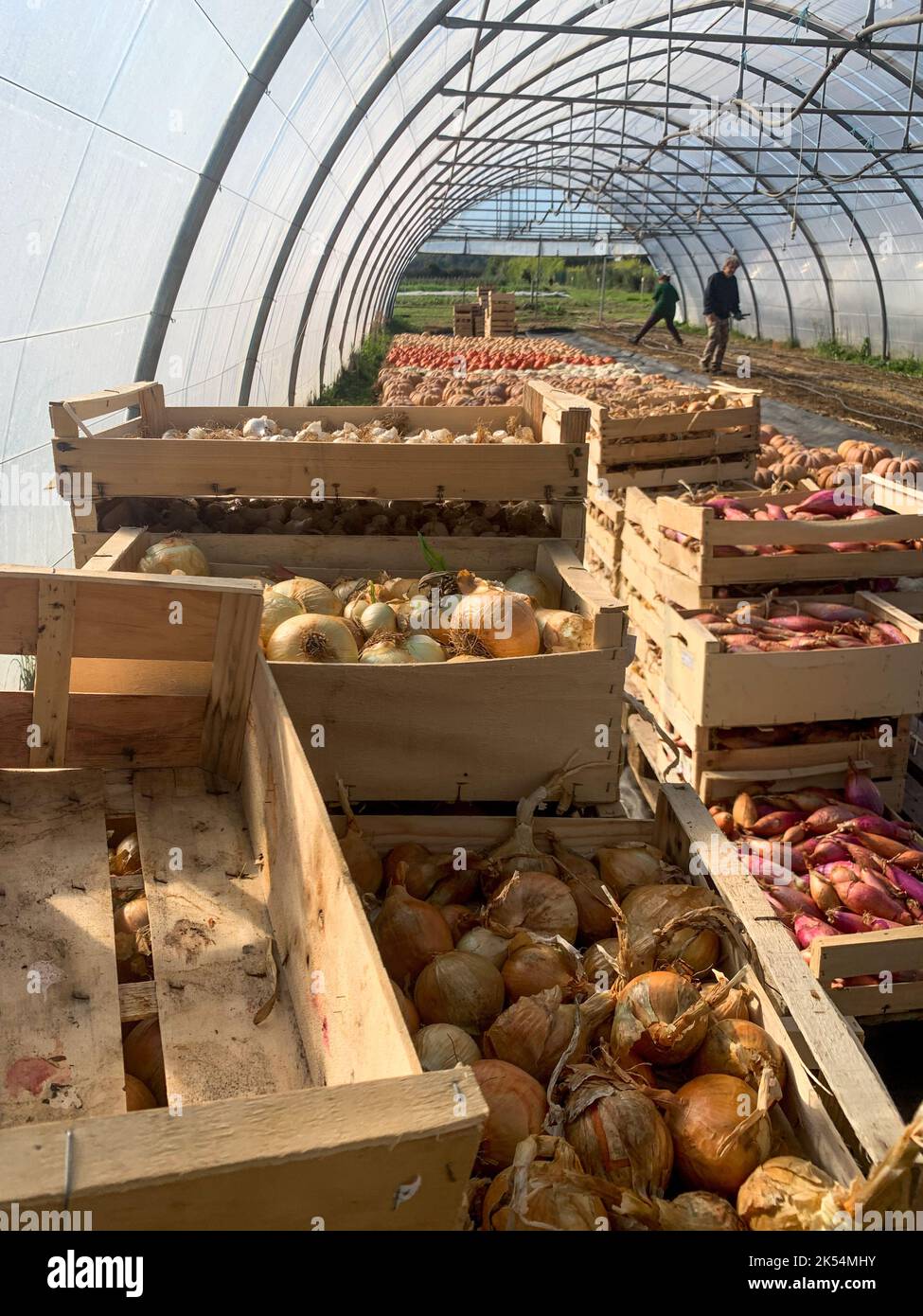 Harvested onions and shallots, vegetable cultivation, greenhouse of ...