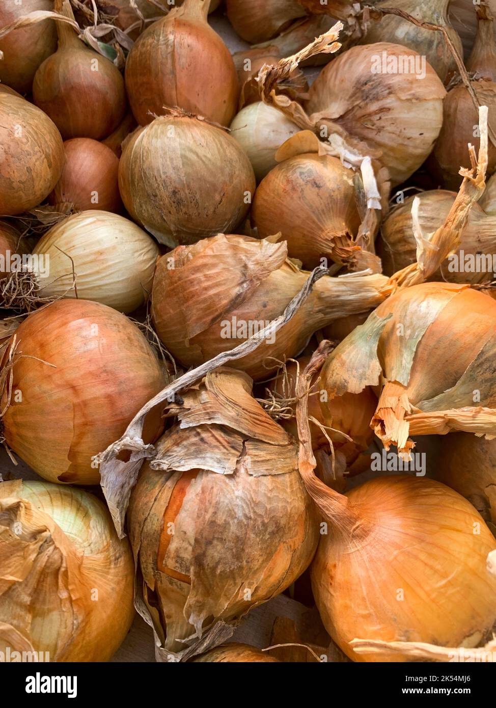 Onions, vegetable cultivation, Saint-Priest, Rhone, AURA Region, France ...