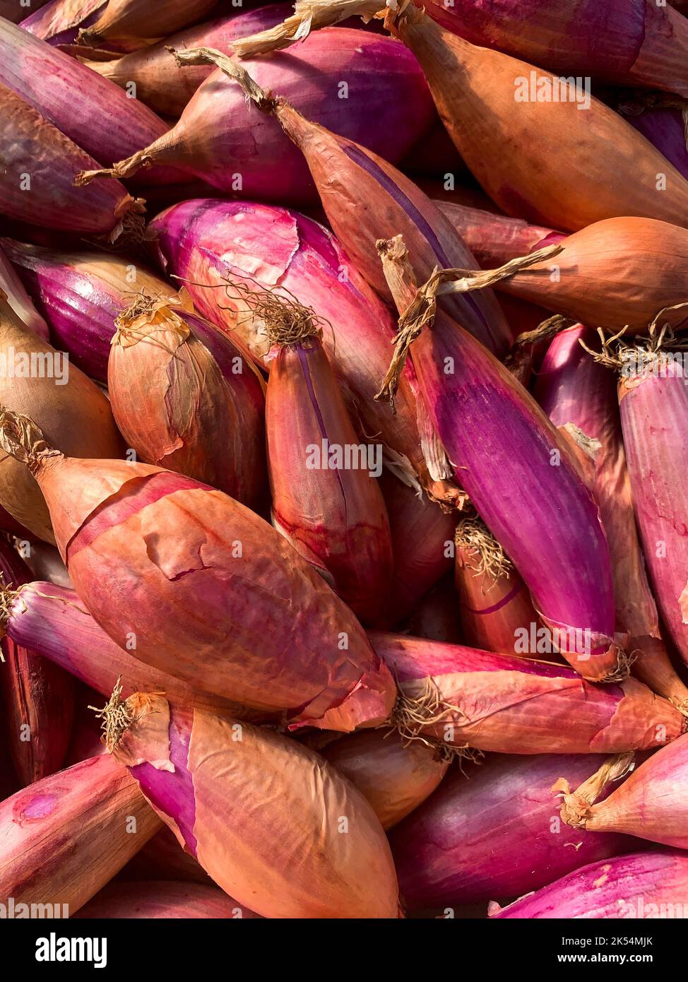 Shallots, vegetable cultivation, Saint-Priest, Rhone, AURA Region ...