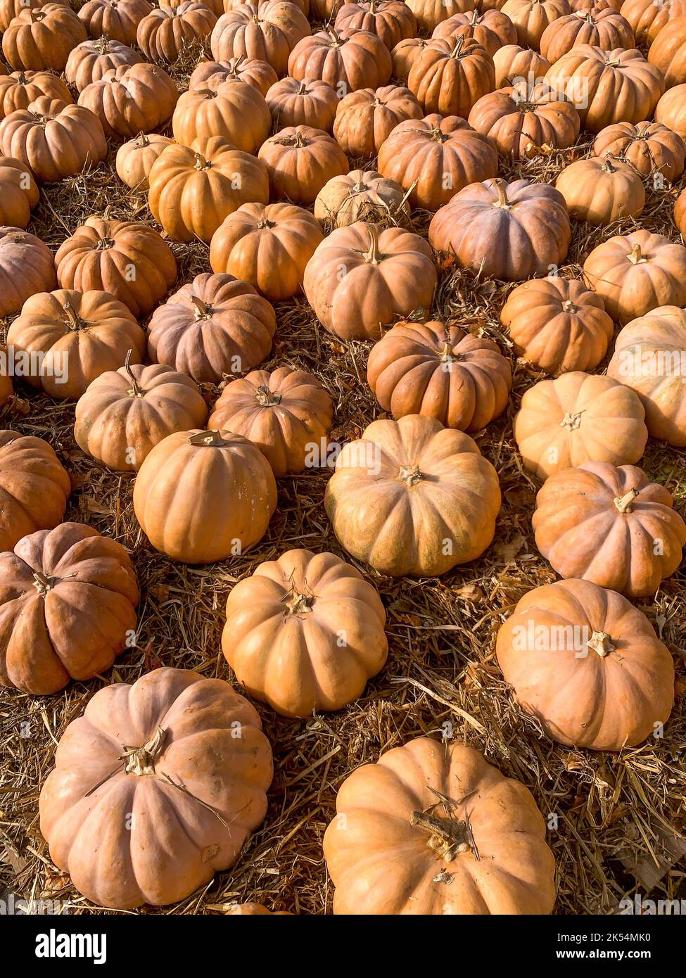Havested gourds hi-res stock photography and images - Alamy