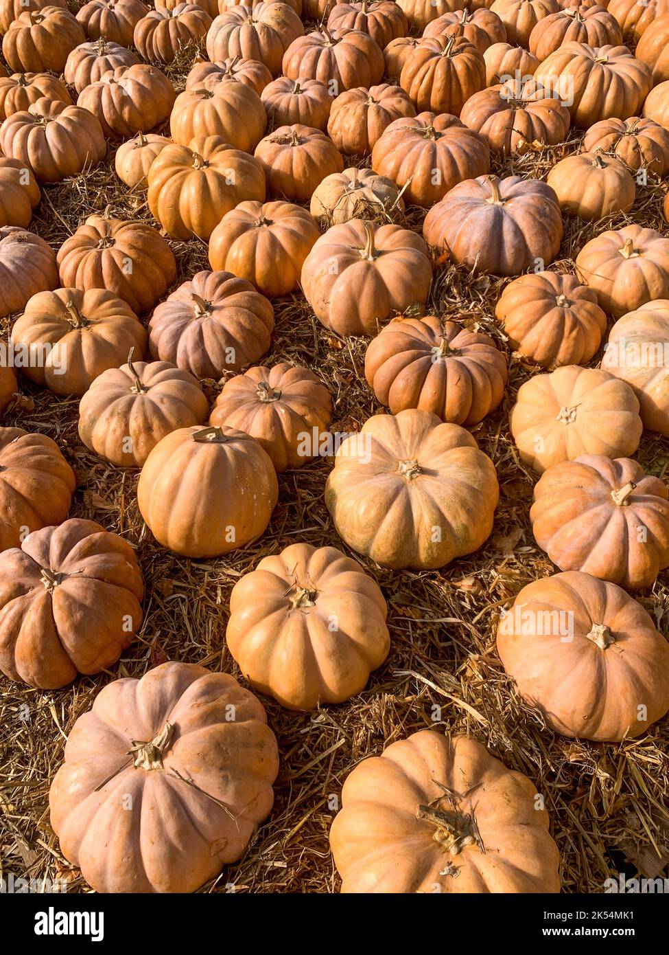 Vegetable cultivation, harvested gourds, Saint-Priest, Rhone, AURA ...
