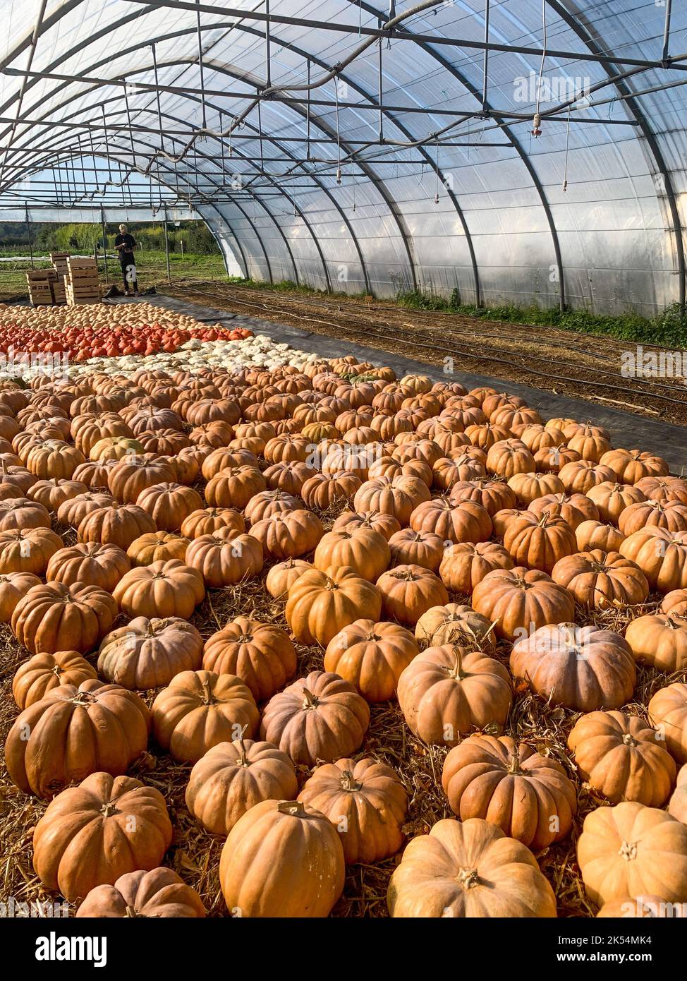 Vegetable cultivation, harvested gourds, Saint-Priest, Rhone, AURA ...