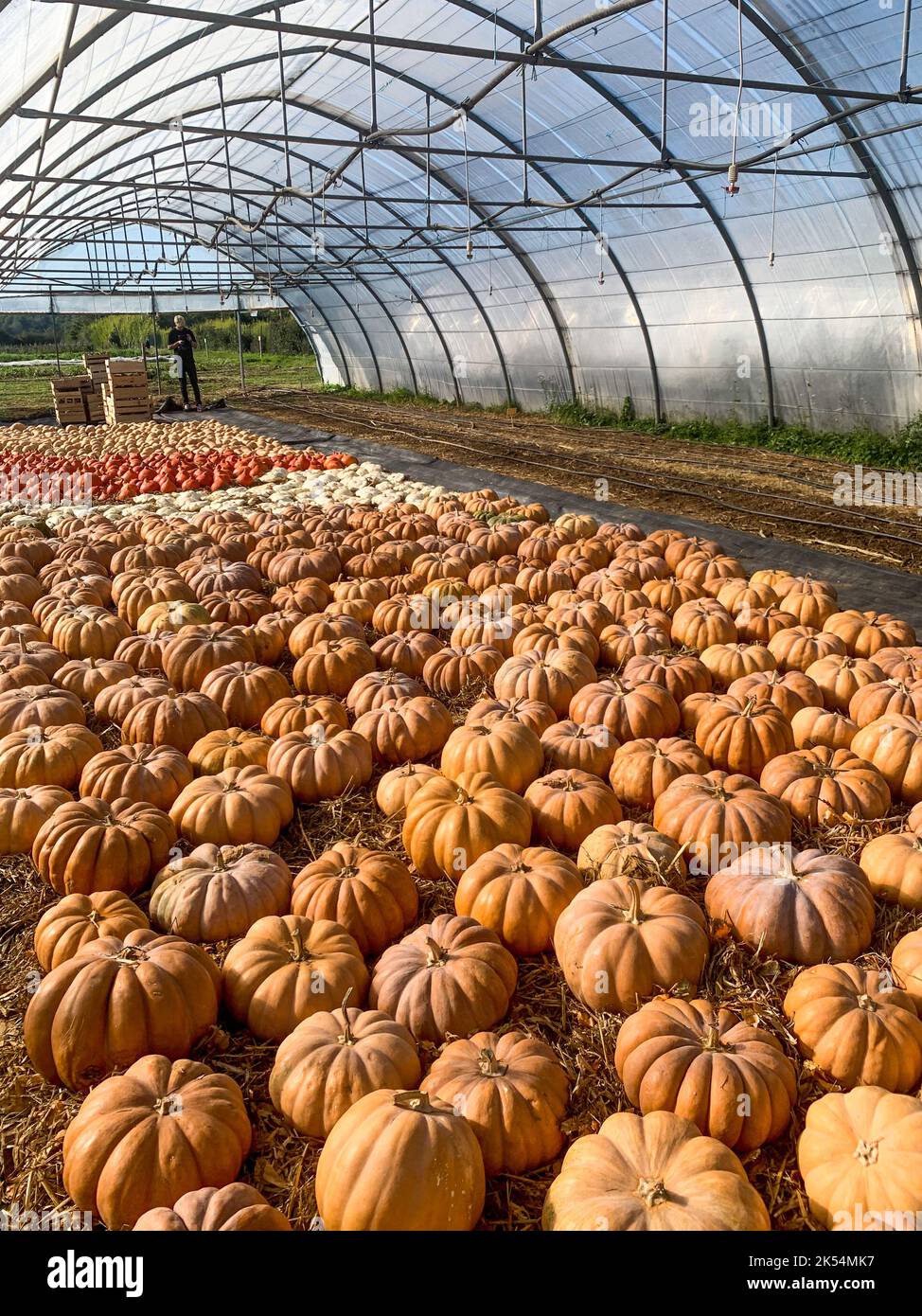 Vegetable cultivation, harvested gourds, Saint-Priest, Rhone, AURA ...