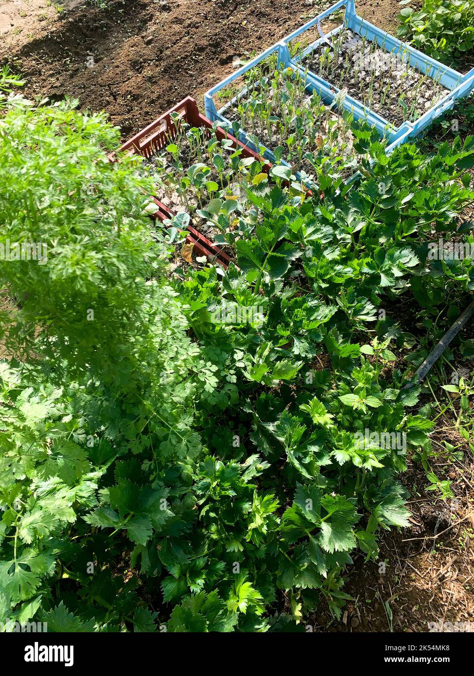 Vegetable cultivation, greenhouse of vegetable crops, Saint-Priest ...