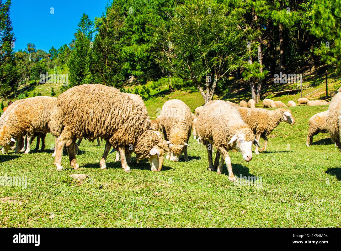 Many sheep are feeding the grass. Beautiful nature Stock Photo - Alamy