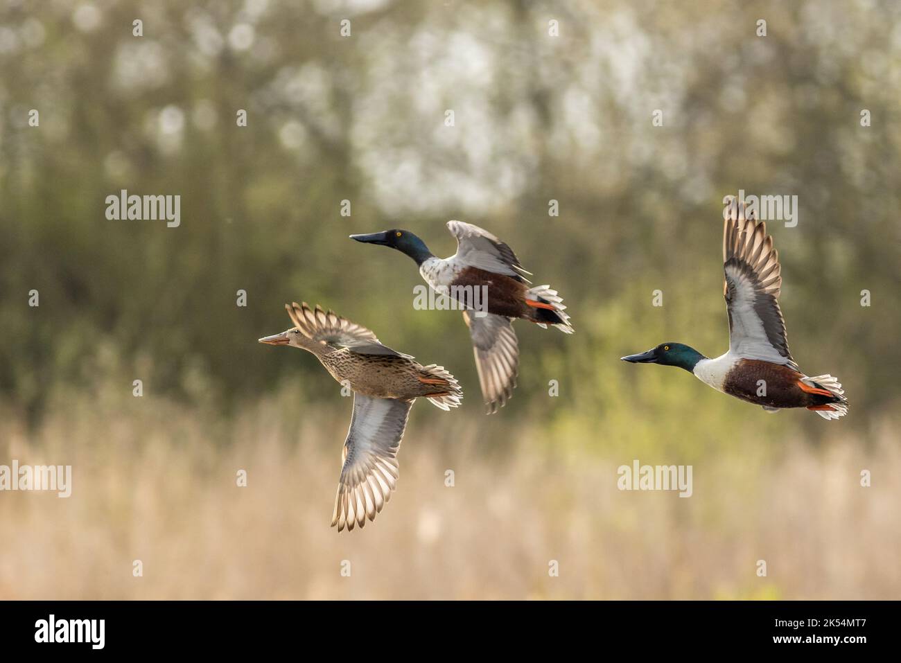 Female northern shoveler in flight hi-res stock photography and images - Alamy