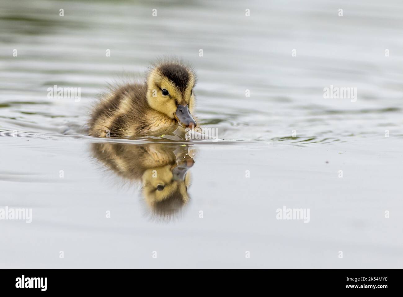 Beautiful baby duckling hi-res stock photography and images - Alamy