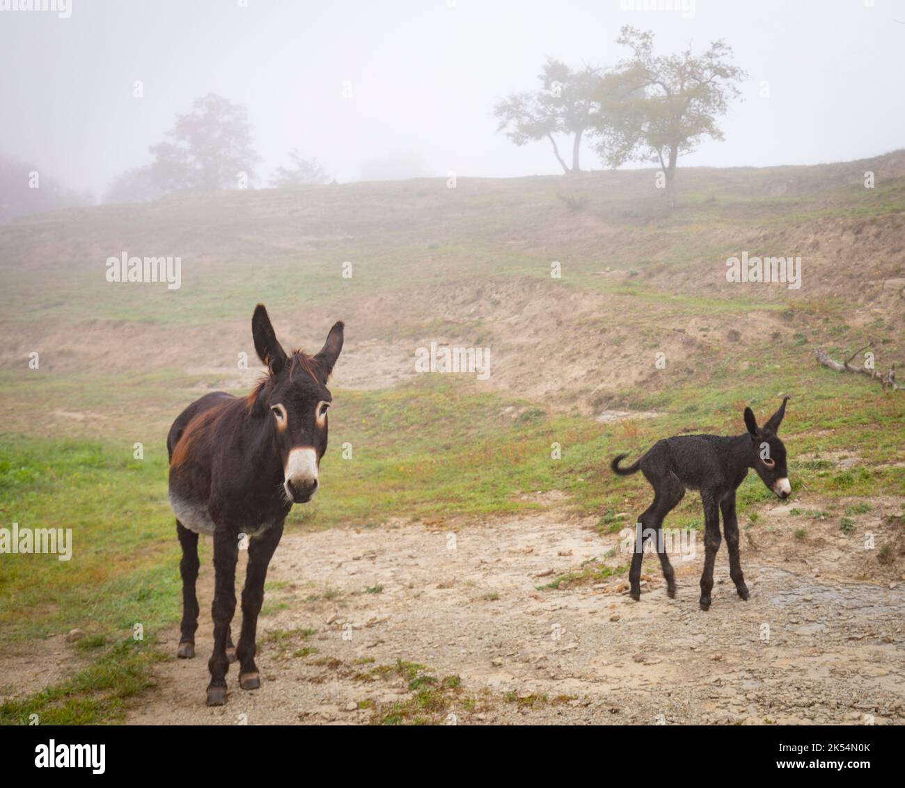 Ruc hi-res stock photography and images - Alamy