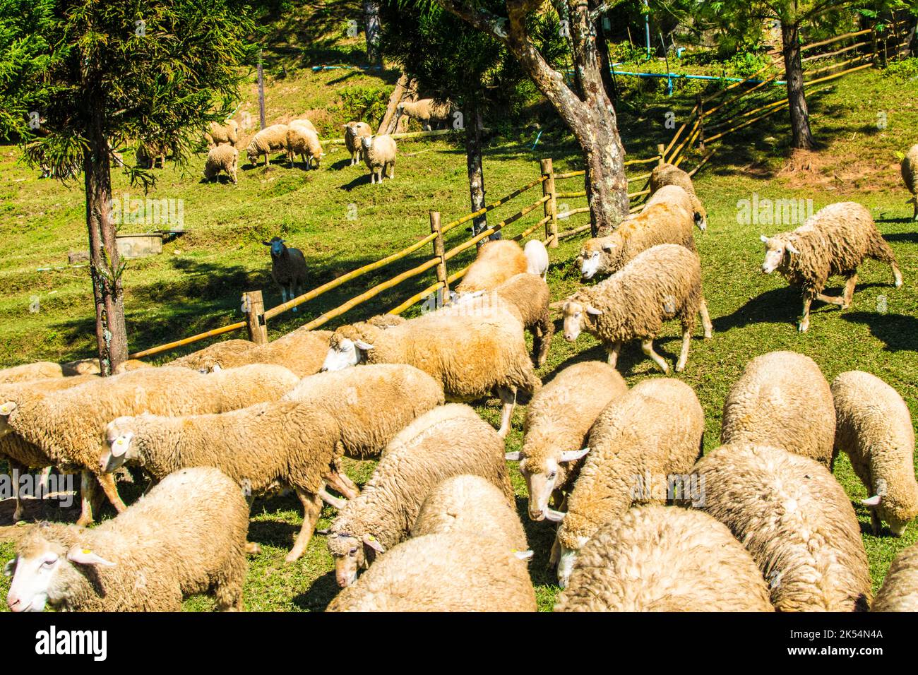 Many sheep are feeding the grass. Beautiful nature Stock Photo - Alamy