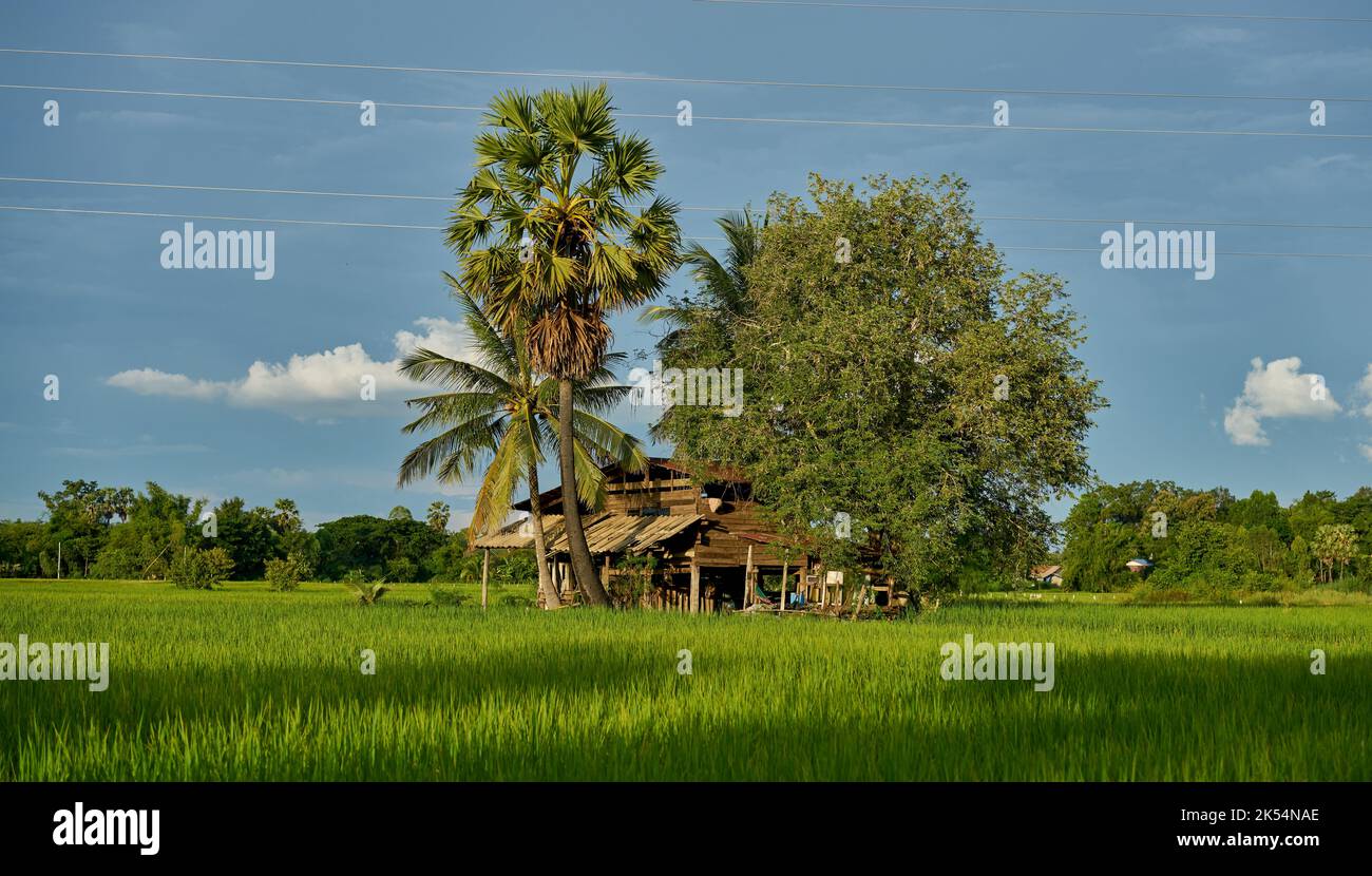 A small farmhouse in a lush green paddy field Stock Photo - Alamy