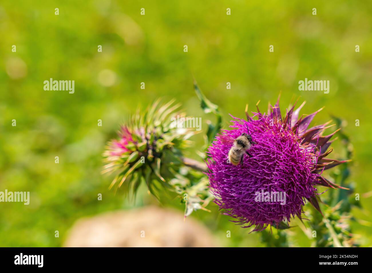 Honey bee on flower blossoming hi-res stock photography and images - Alamy