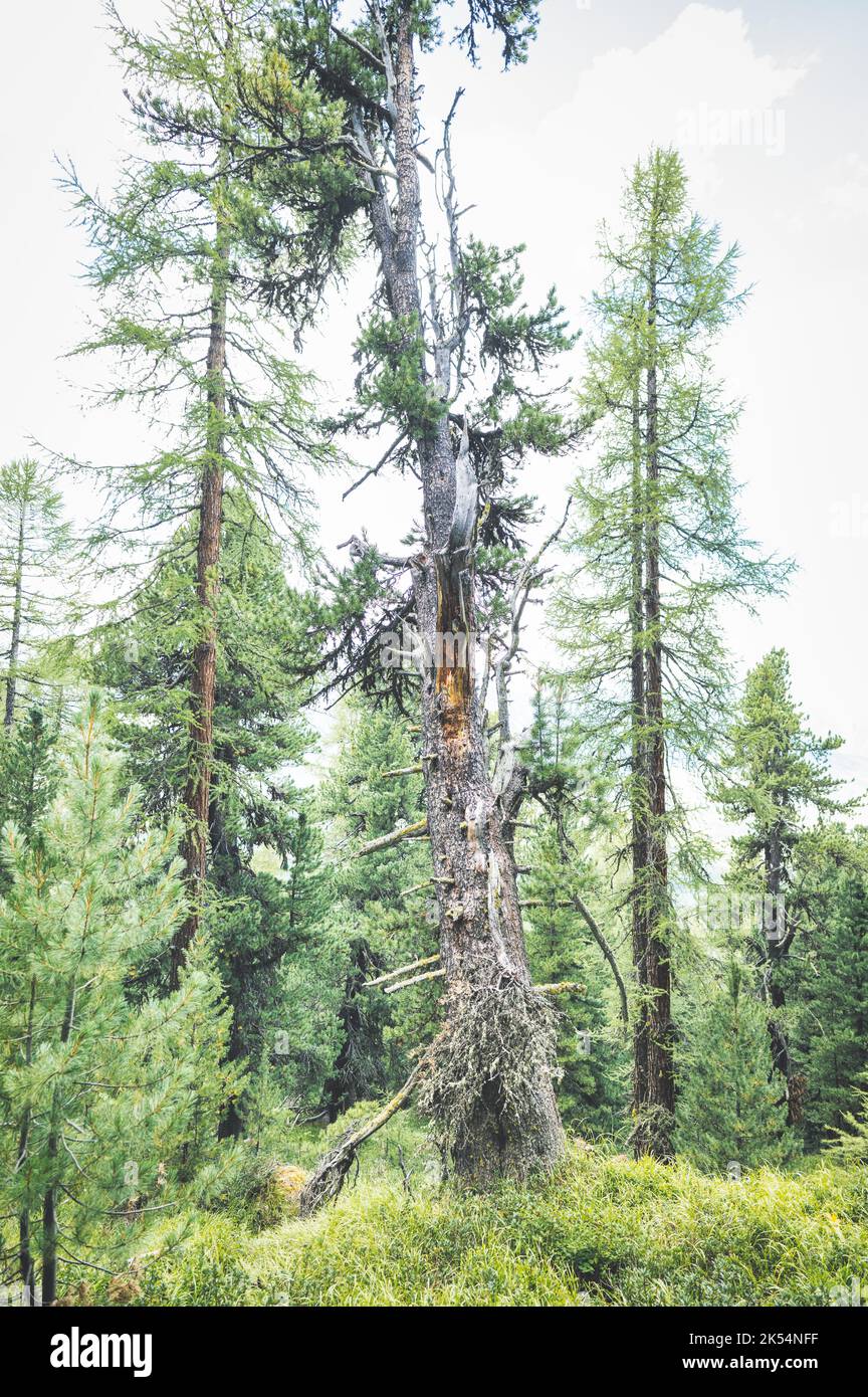 Untouched plants hi-res stock photography and images - Alamy