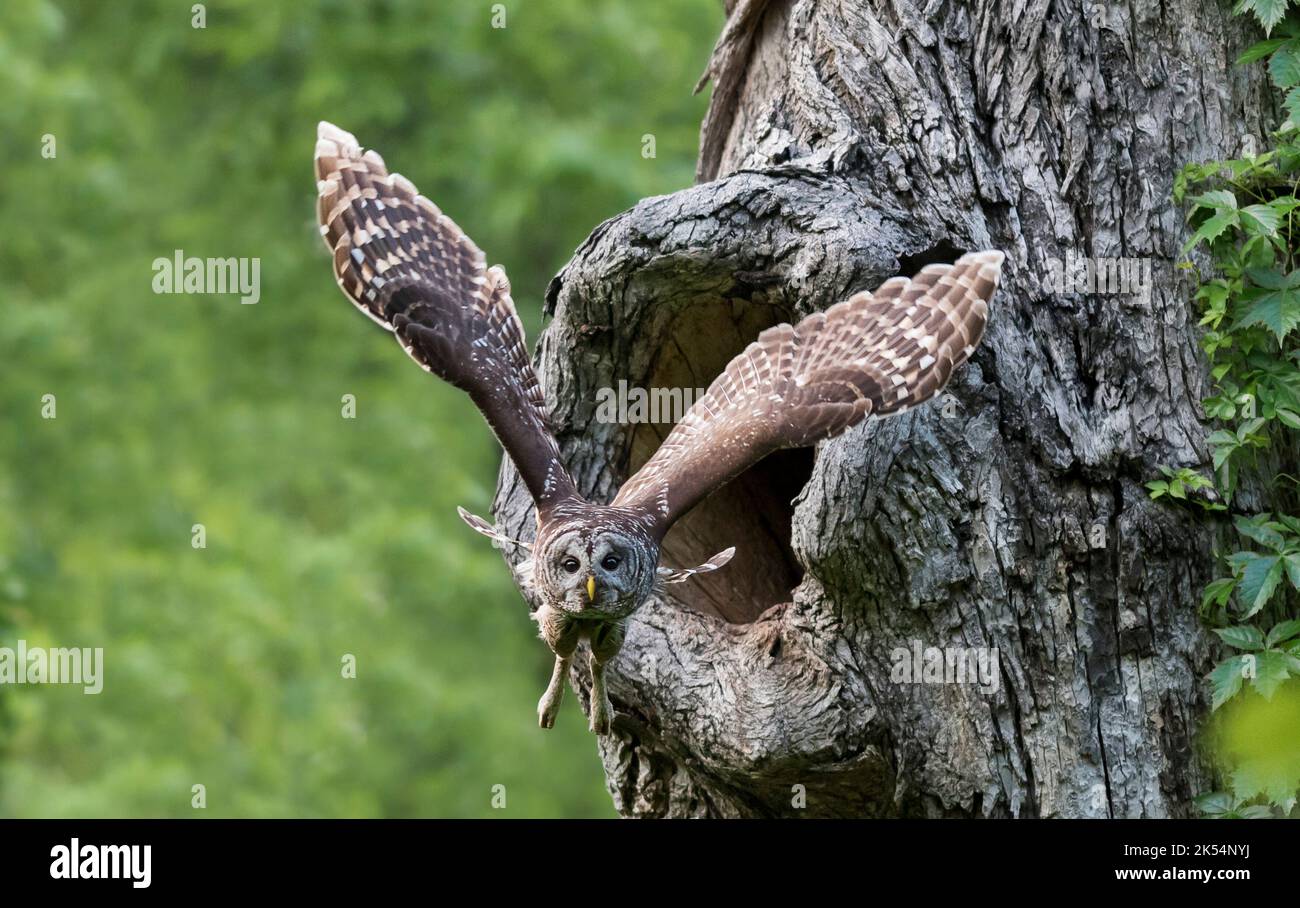 It is Hunting Time Again Stock Photo - Alamy