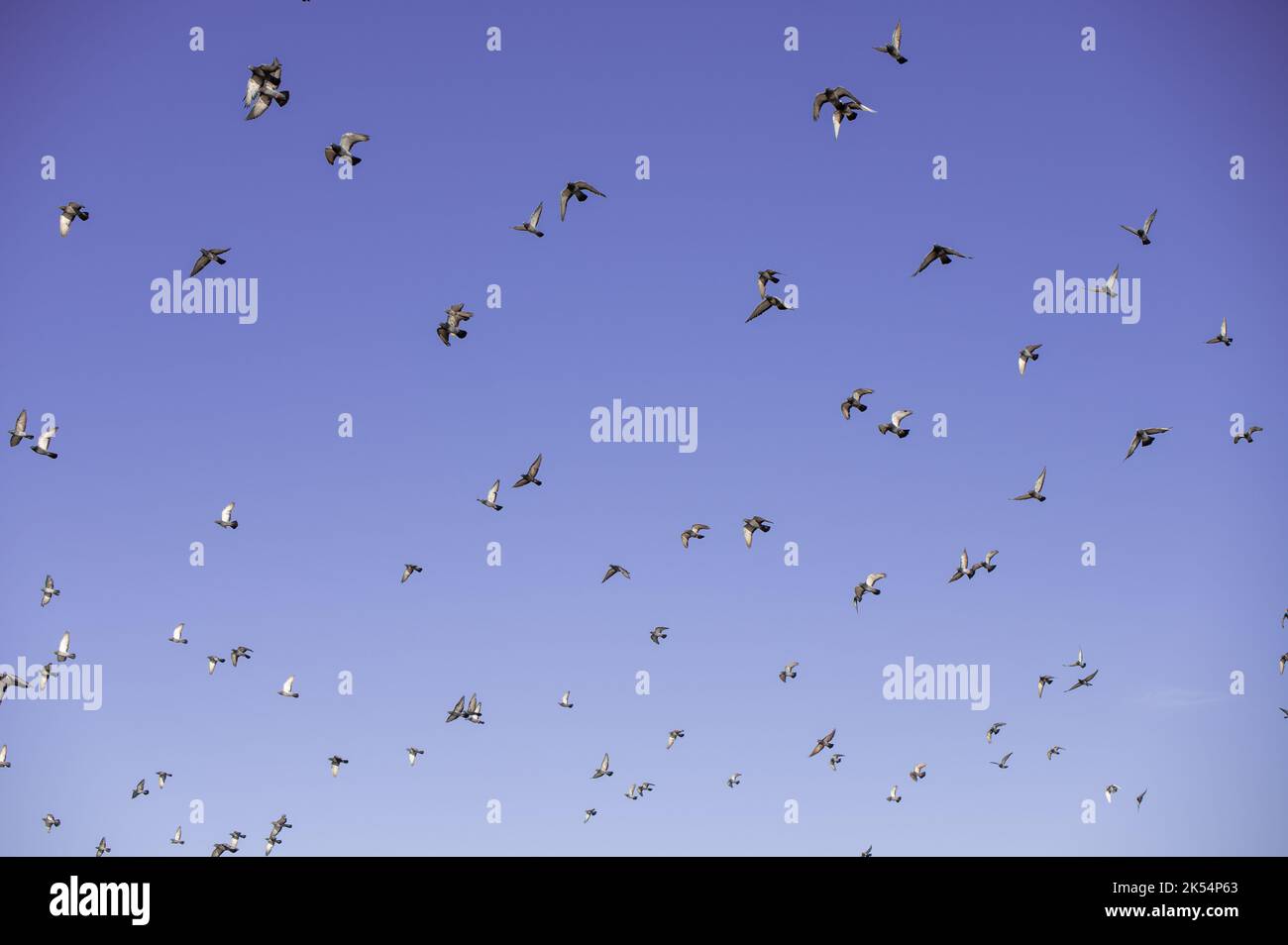 Group of pigeons hi-res stock photography and images - Alamy