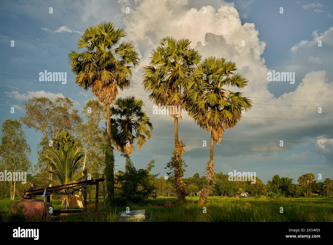 Tall palm tree and blue sky, in a paddy field in Thailand Stock Photo ...