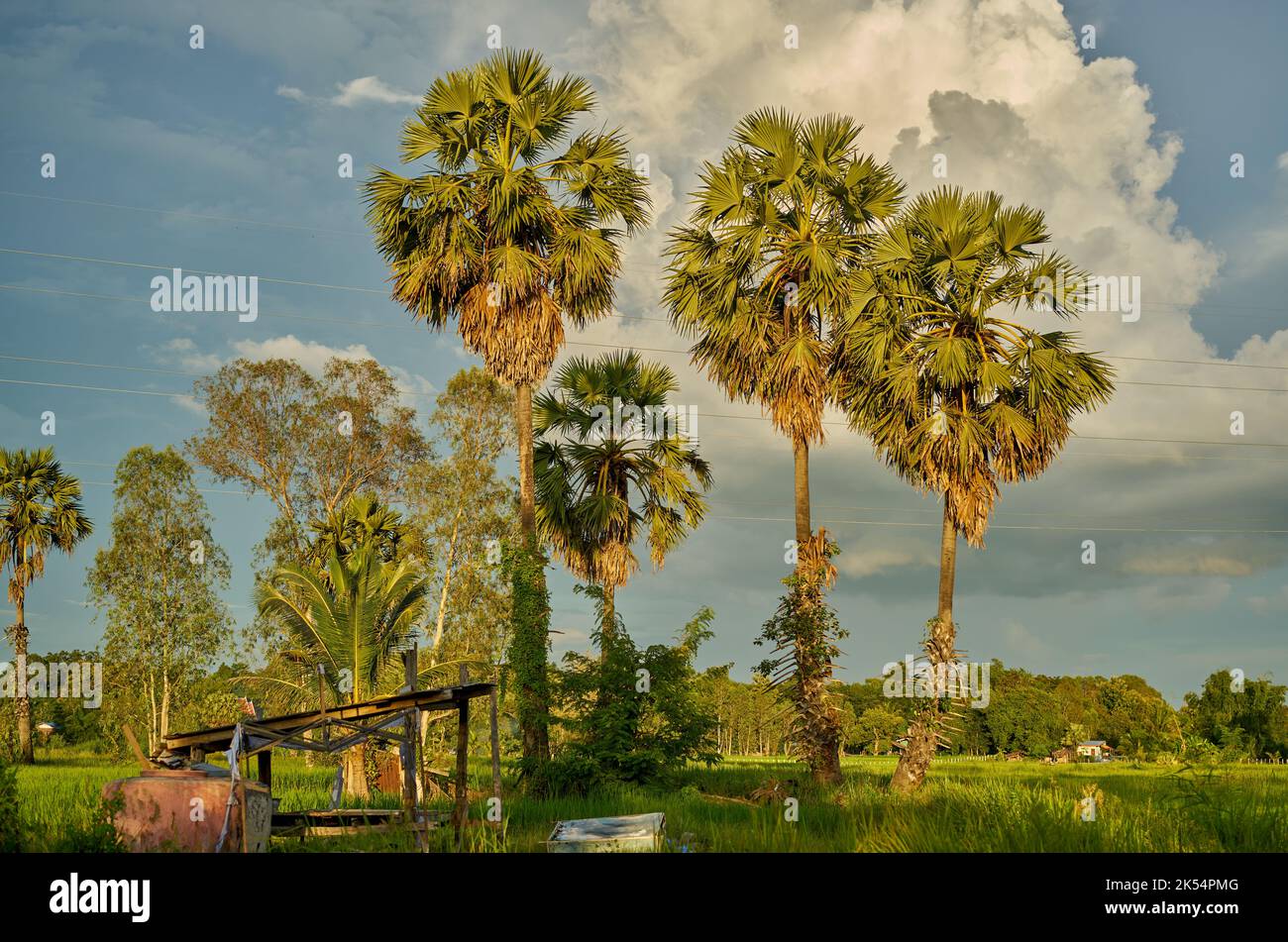 Tall palm tree and blue sky, in a paddy field in Thailand Stock Photo ...