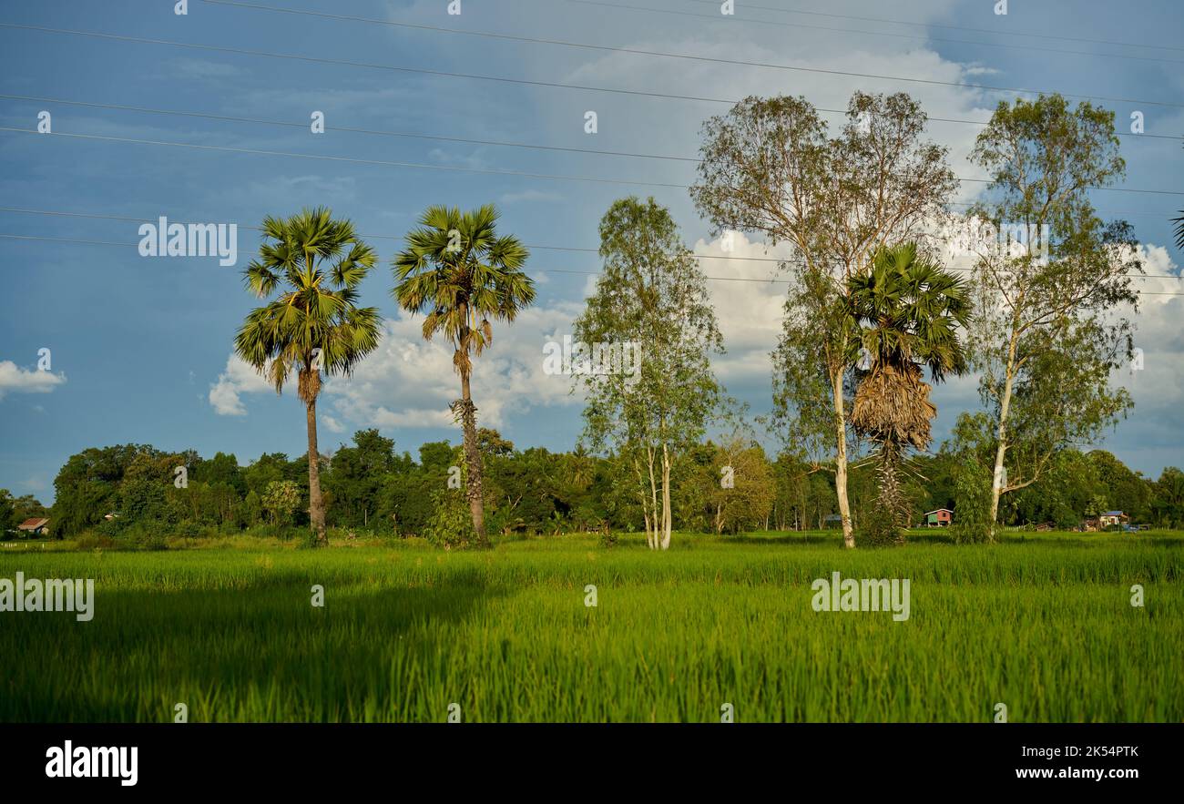 Silhouette of palm trees in a paddy field hi-res stock photography and ...