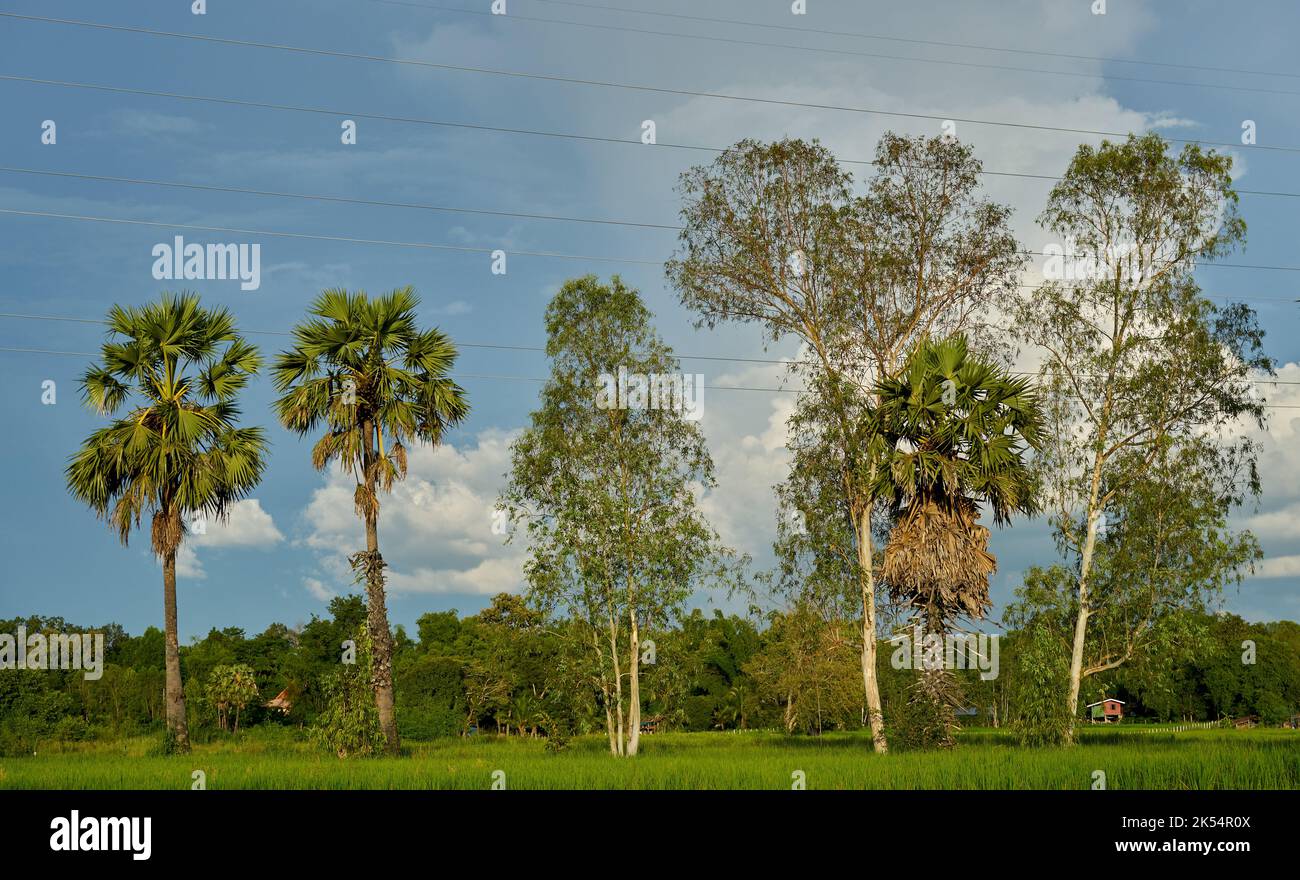 Tall palm tree and blue sky, in a paddy field in Thailand Stock Photo ...