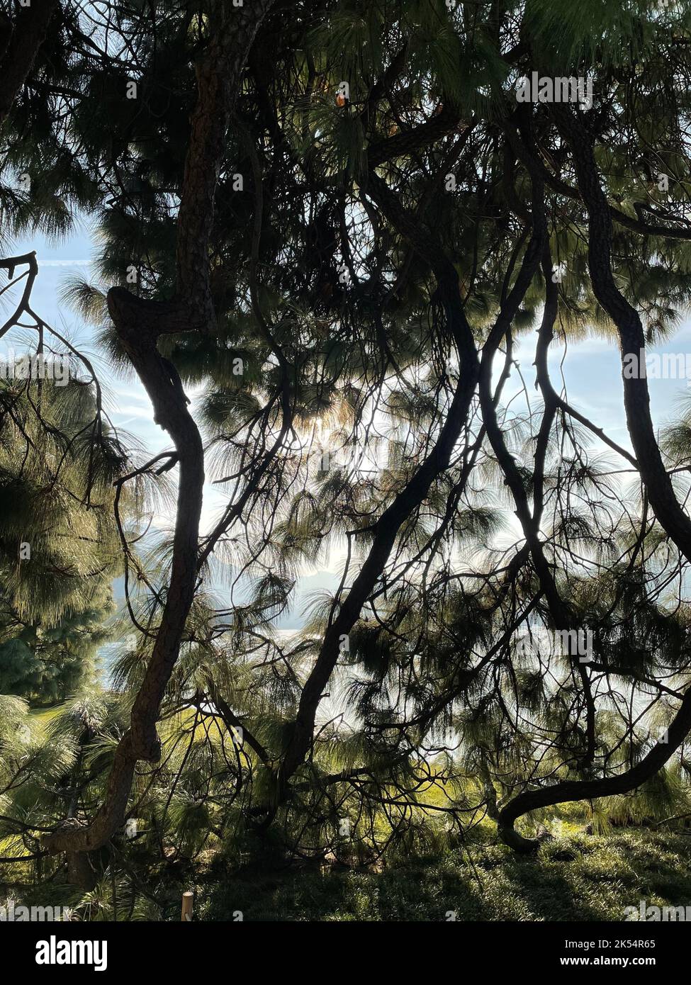 Pinus roxburghii hi-res stock photography and images - Alamy