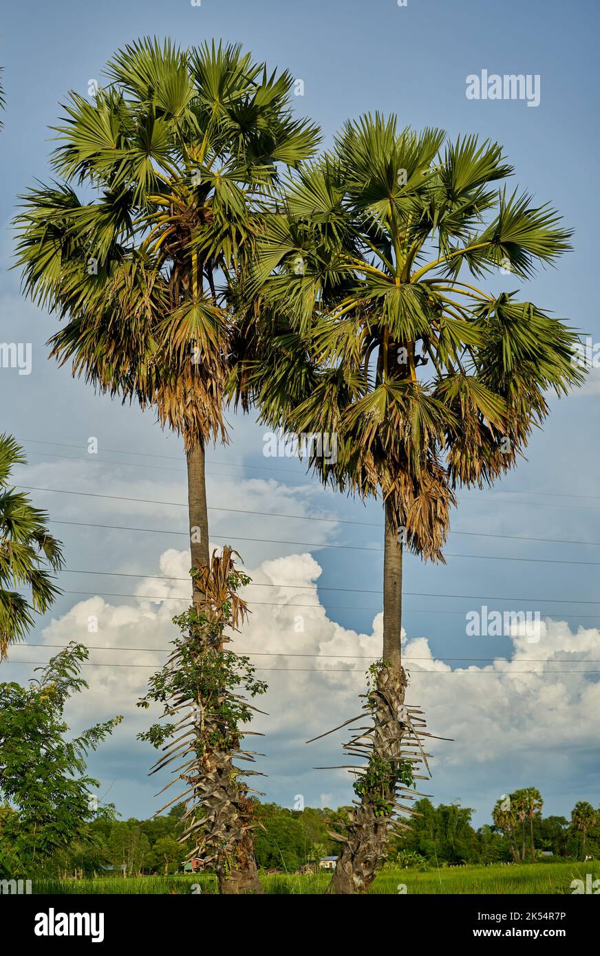 Tall palm tree hi-res stock photography and images - Alamy