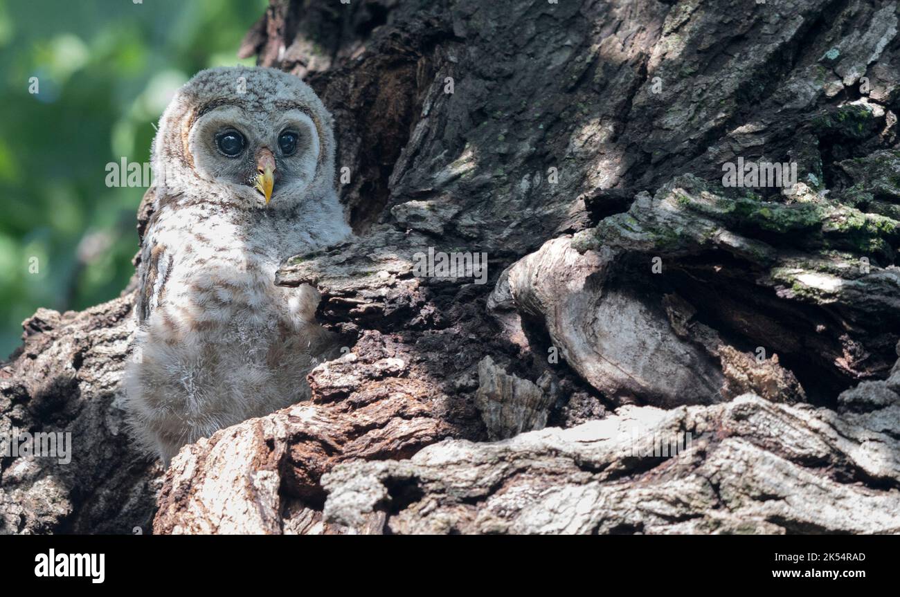 High resolution owl hi-res stock photography and images - Alamy