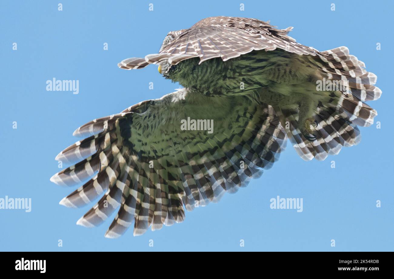 Talons of barred owl hi-res stock photography and images - Alamy