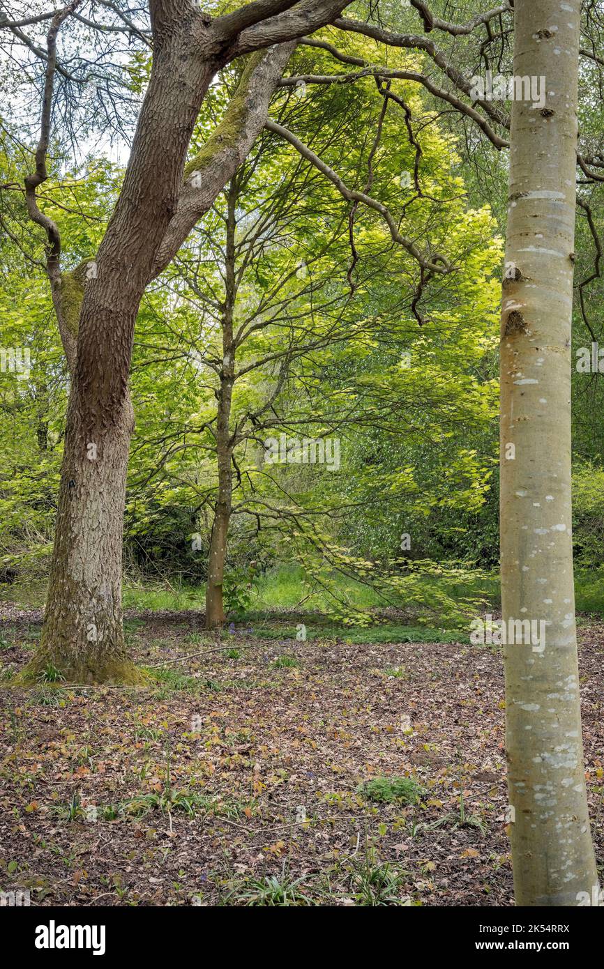 Spring Tree in woodland Stock Photo - Alamy