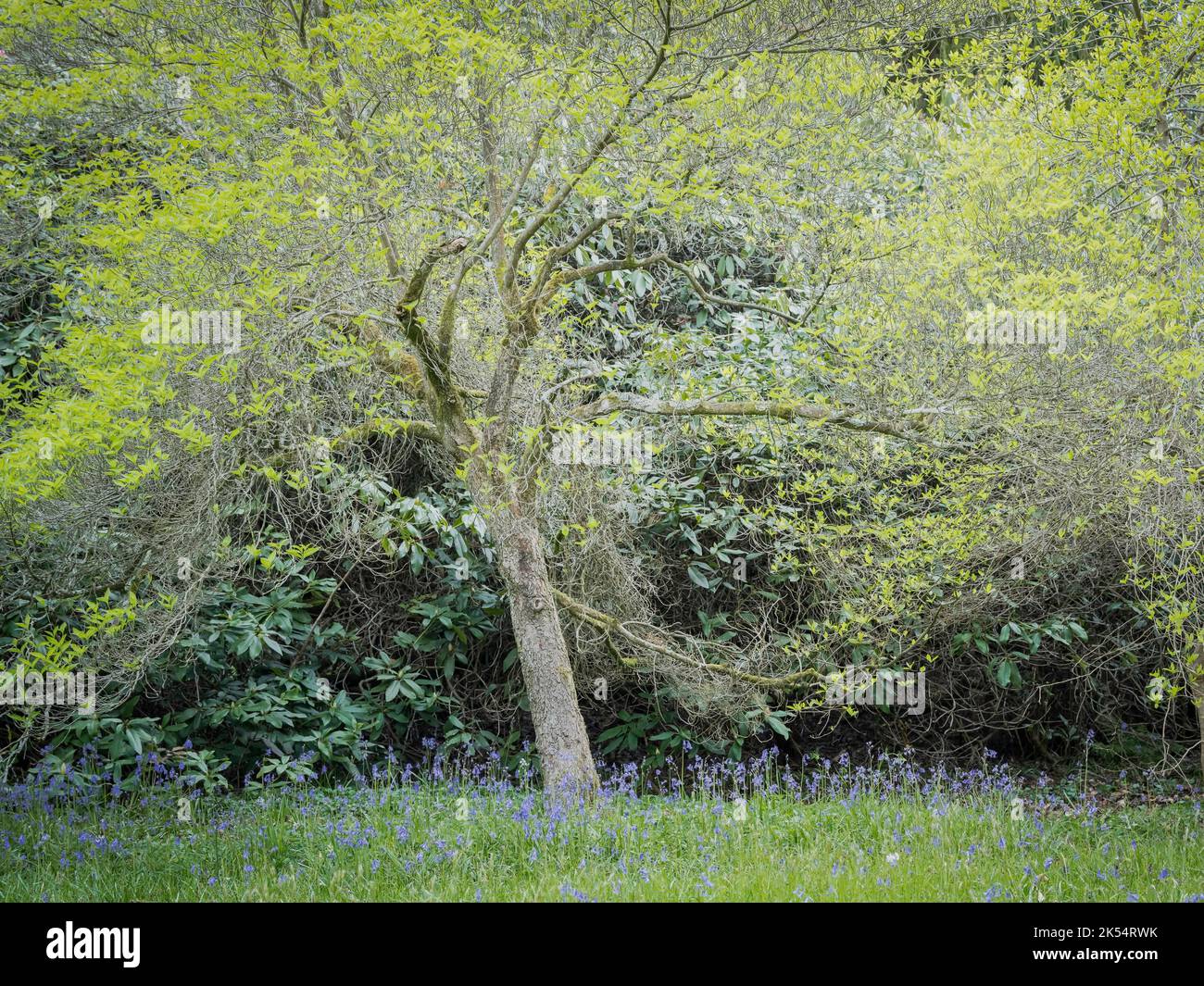 Spring Tree in woodland Stock Photo - Alamy