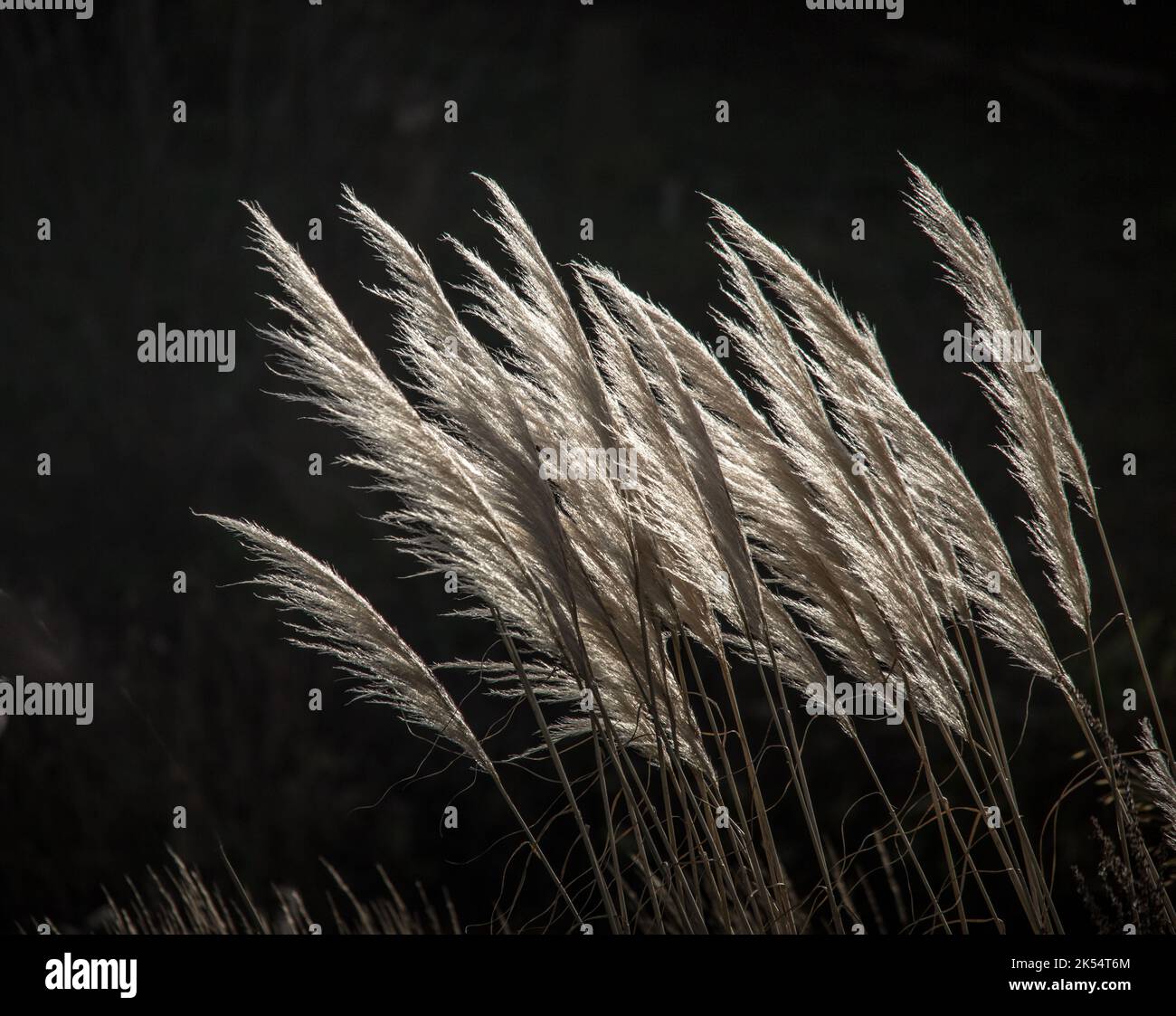 A beautiful view of back lit fluffy pampas grass fronds in field on ...