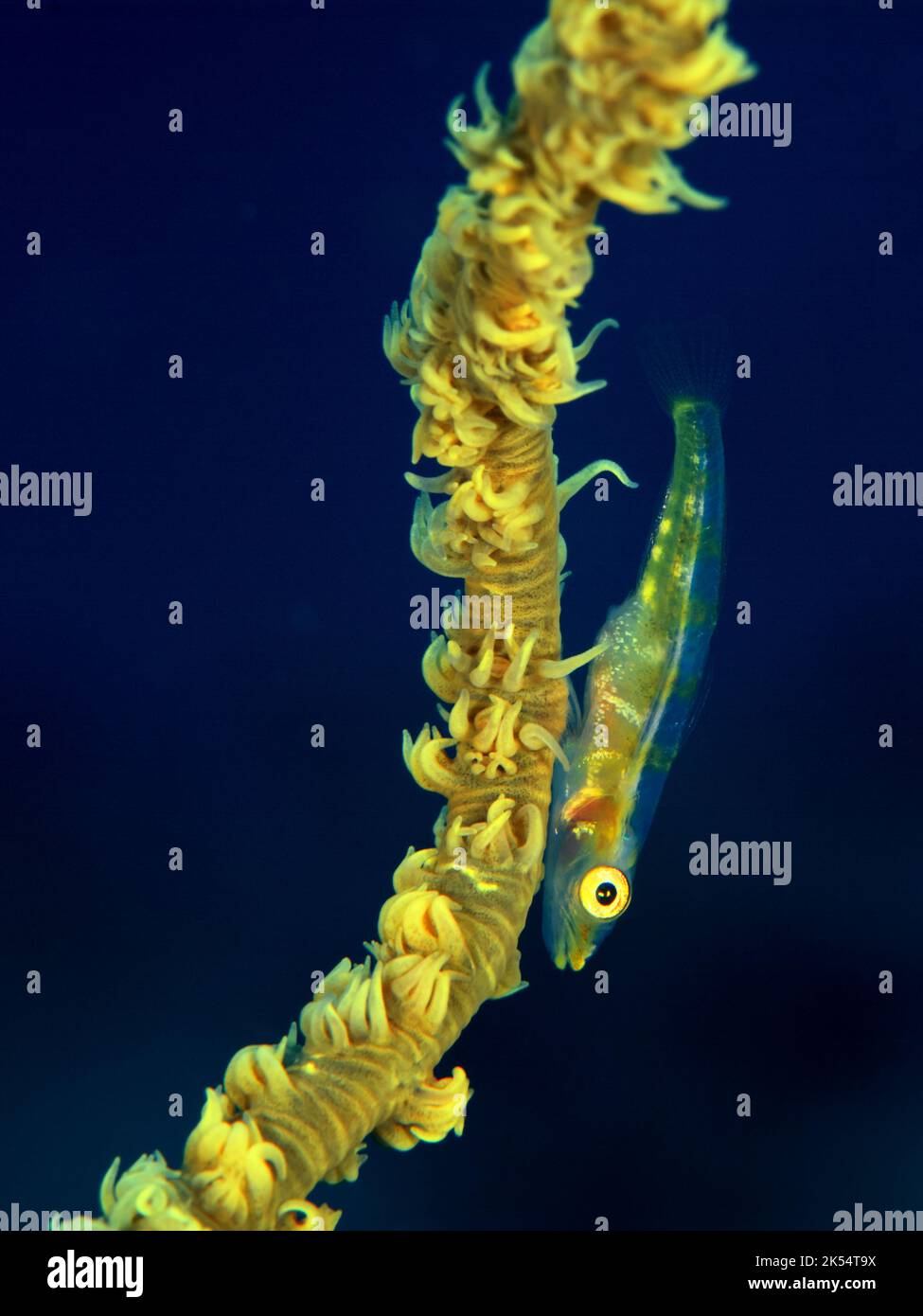 A wire coral goby (Bryaninops yongei) sitting on the wire coral ...