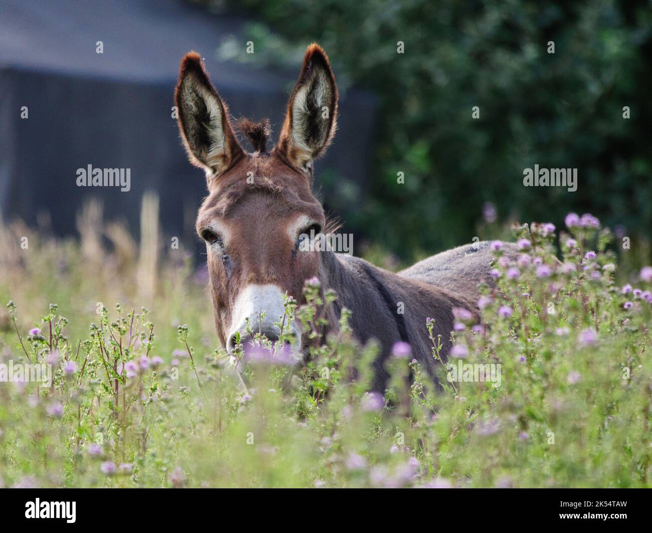 A donkey looking at camera behind growing flowers Stock Photo - Alamy