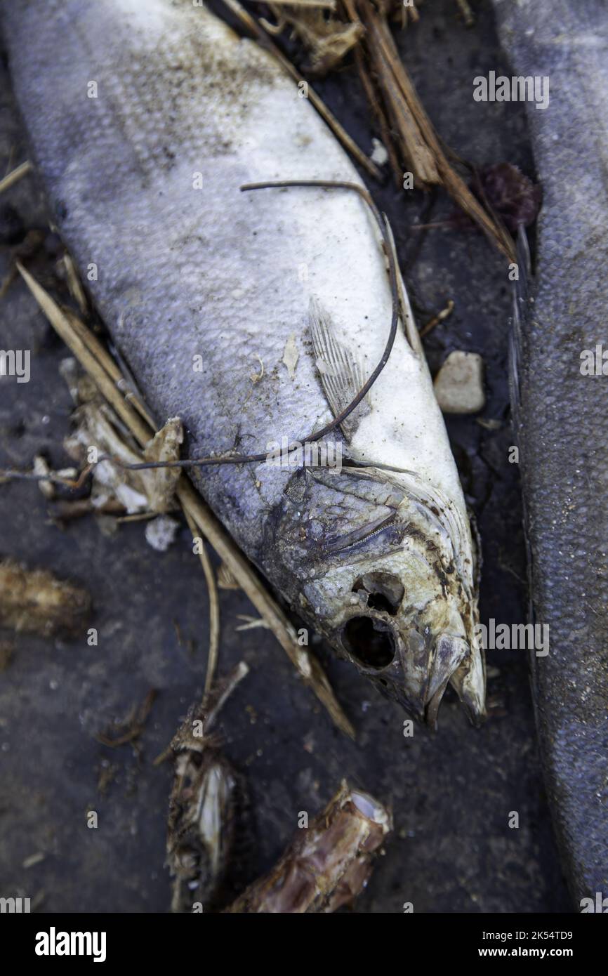 Detail of fish in poor condition, garbage and pollution Stock Photo - Alamy