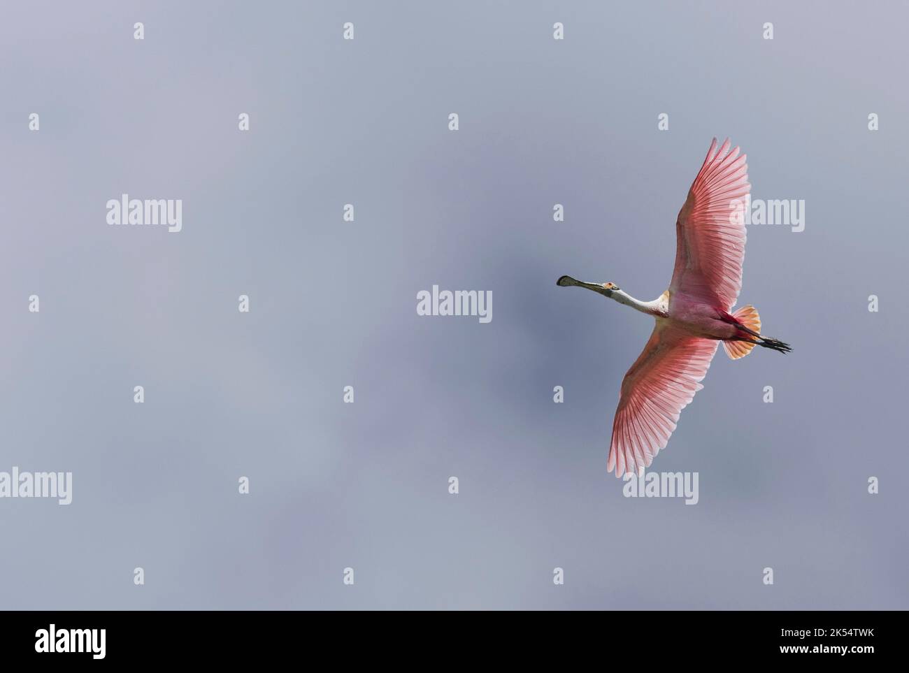 Rhythm of a rose hi-res stock photography and images - Alamy