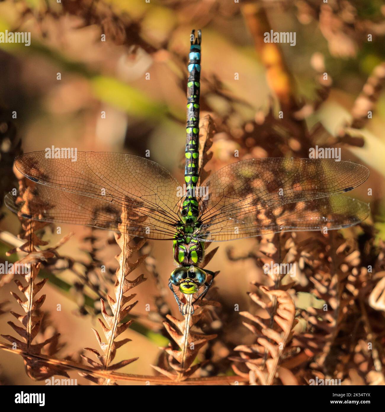 Male Southern Hawker Dragonfly, Aeshna cyanea with green and blue ...
