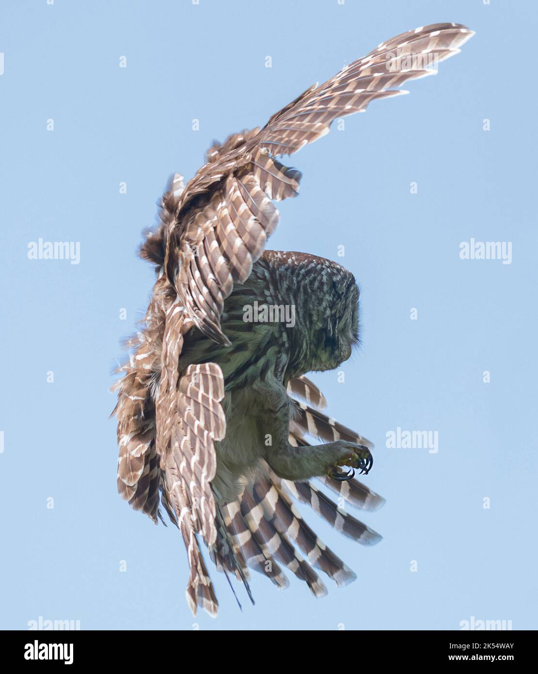 Big talons hi-res stock photography and images - Alamy